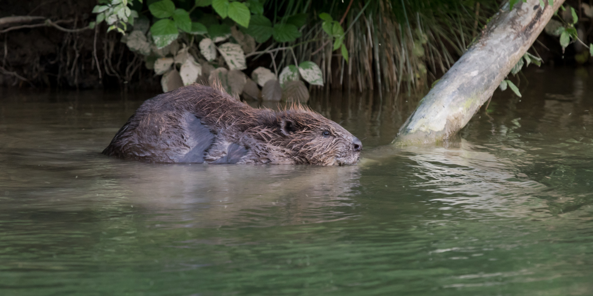 Biber am Giessen • WYFELDER